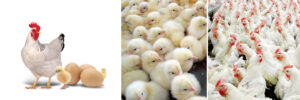CENTRAL POULTRY PROCESSING CO., LTD. by CENTACO